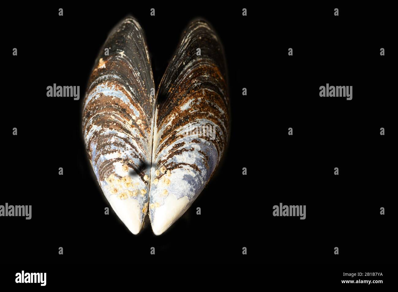 Open Mussel shell on black background Stock Photo - Alamy