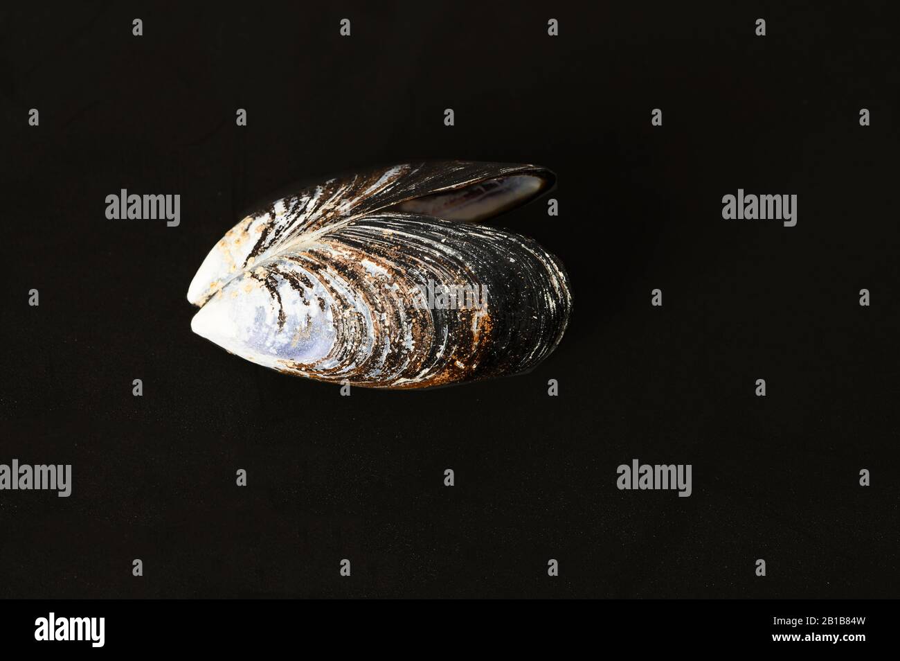 Open Mussel shell on black background Stock Photo - Alamy