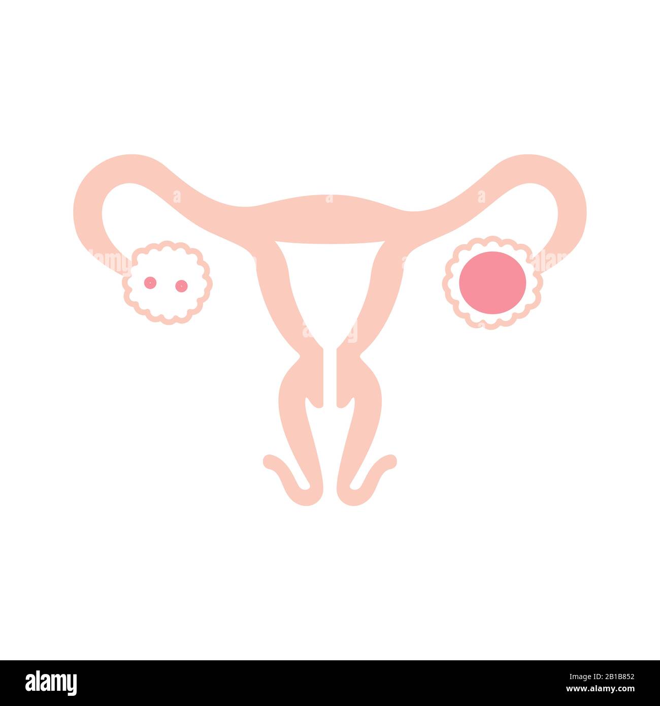 Female reproductive system hi-res stock photography and images - Alamy