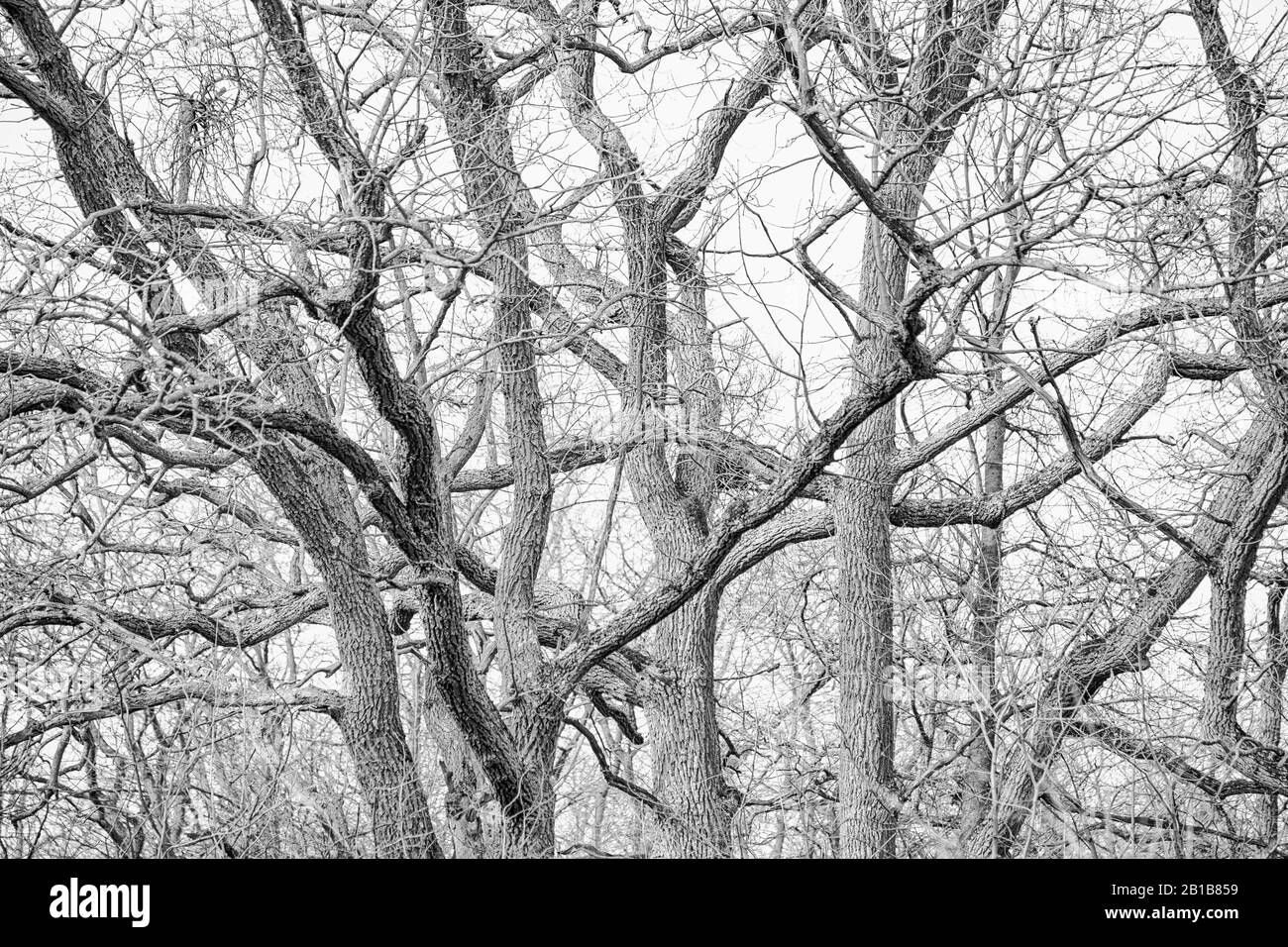 Background of tree branches. Graphical display of trees. Image concept ...