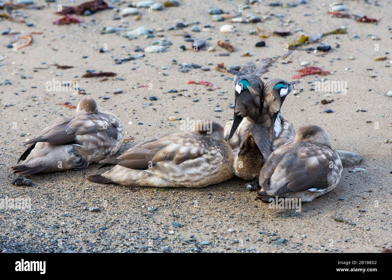 Crested Ducks on the beach in Punta Arenas, Chile Stock Photo - Alamy