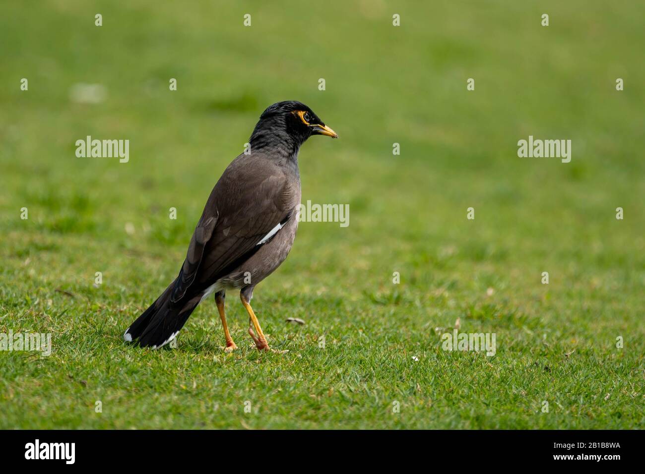 The common myna or Indian myna, sometimes spelled mynah, is a member of ...