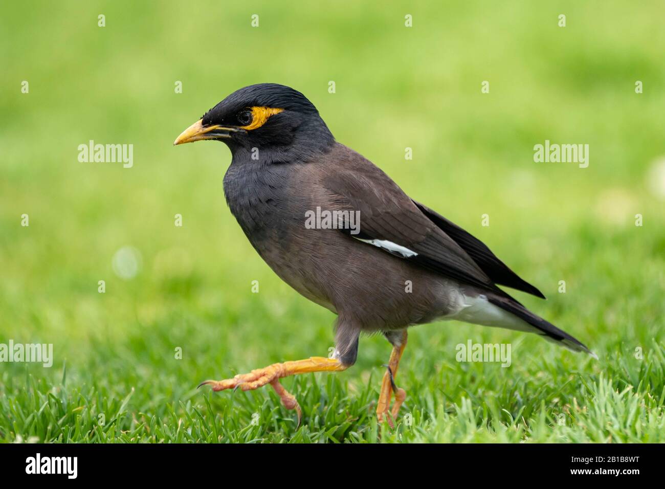 The common myna or Indian myna, sometimes spelled mynah, is a member of ...