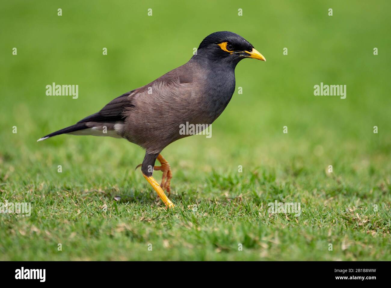 Common myna hi-res stock photography and images - Alamy
