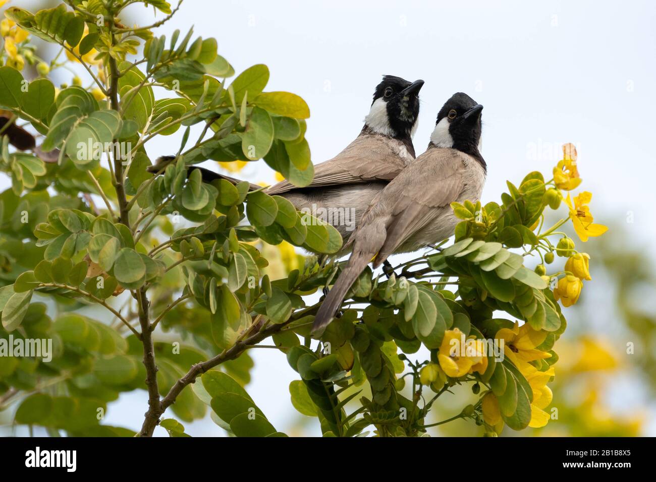 Iraqi bulbul hi-res stock photography and images - Alamy