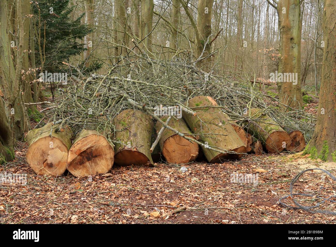 A pile of large logs in the Blackwood Forest Stock Photo - Alamy