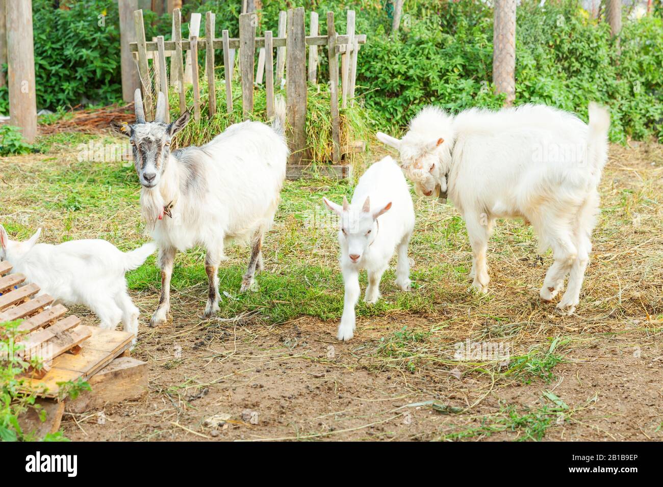 Cute chick goat relaxing in ranch farm in summer day. Domestic goats ...