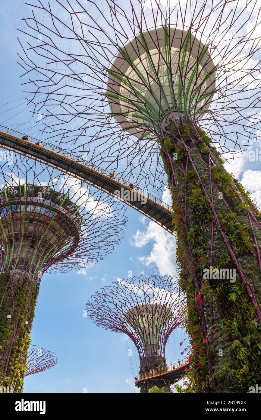 View of the towering vertical gardens and supertrees in Gardens by the ...