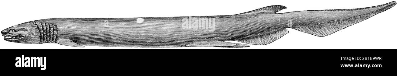Frilled shark hi-res stock photography and images - Alamy