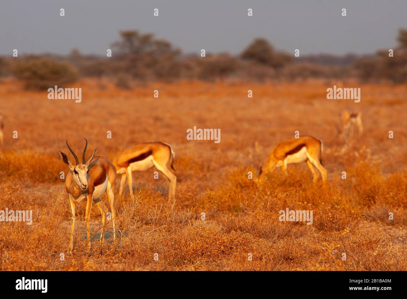 Springbok Africa Springboks Herd High Resolution Stock Photography and ...