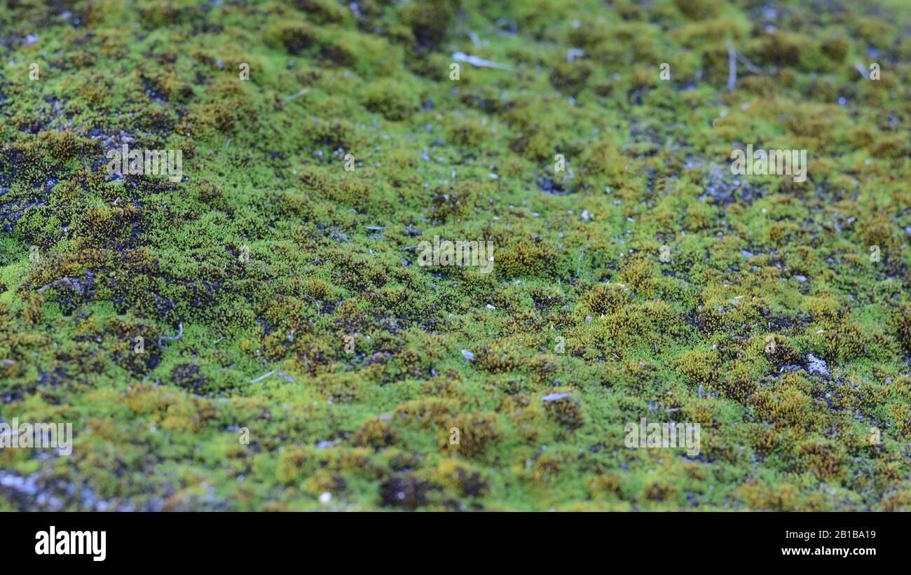 closeup to forest moss background texture Stock Photo - Alamy