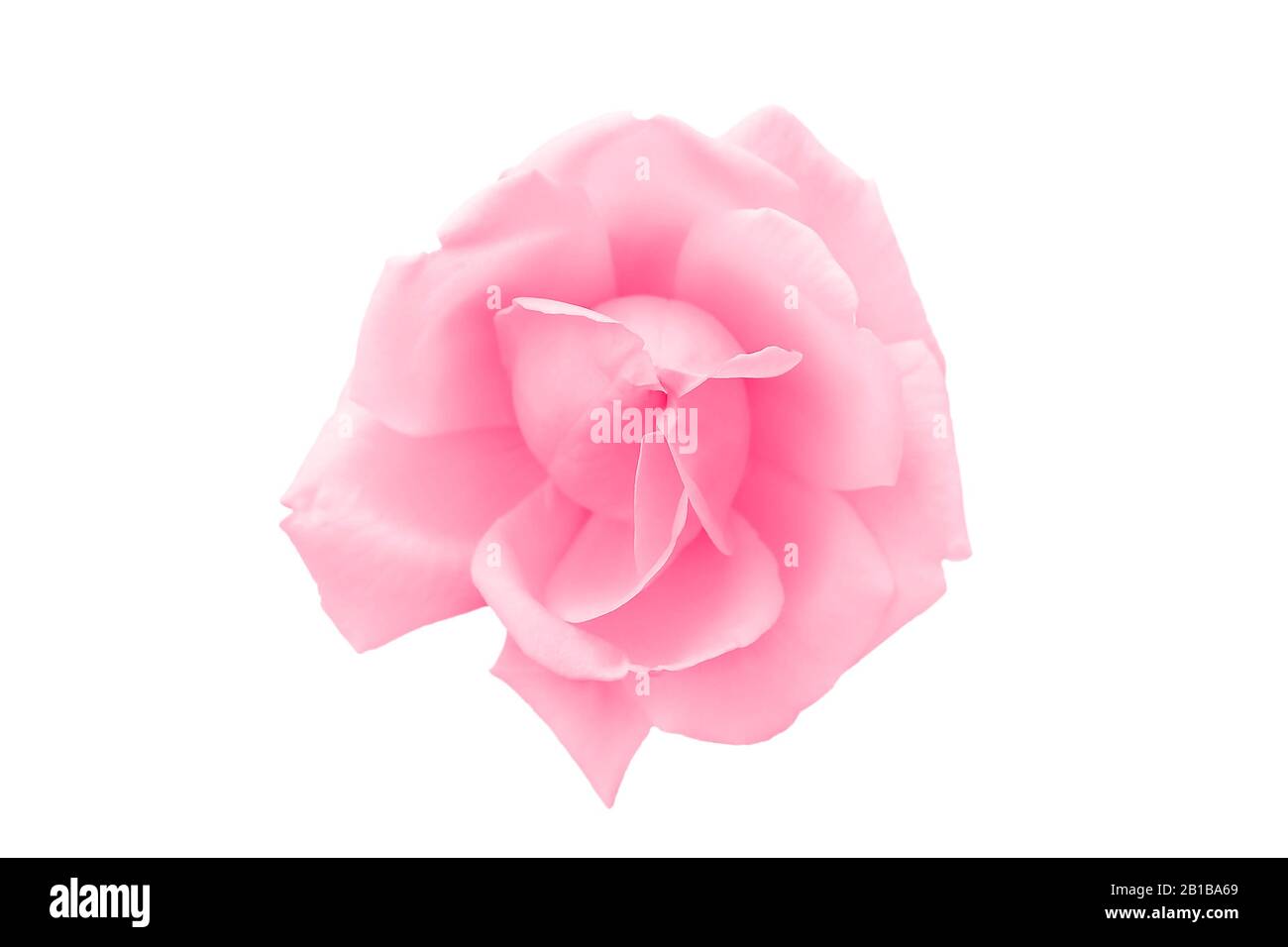 Gorgeous light pink rose head isolated on white. Beautiful pink rose ...