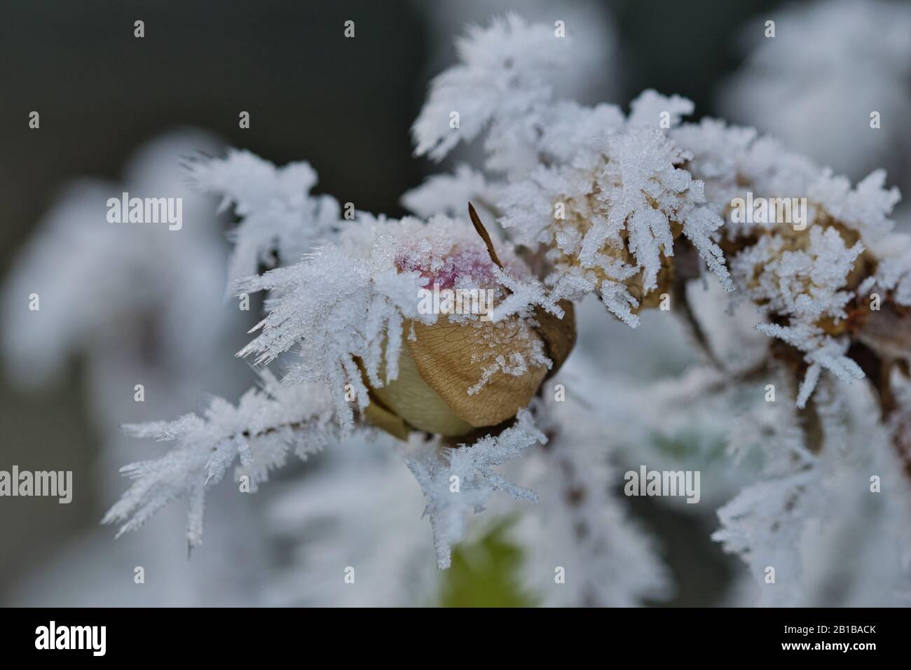Frozen temperatures hi-res stock photography and images - Alamy