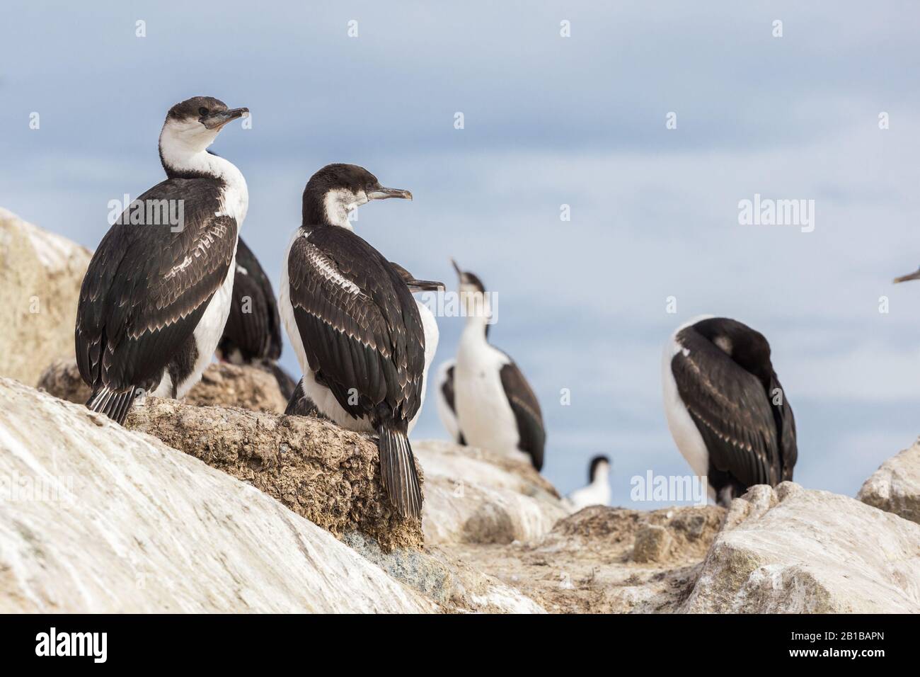 The imperial shag Leucocarbo atriceps also known as blue-eyed shag ...