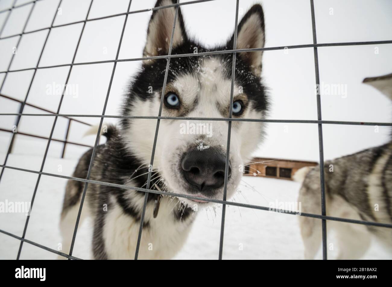 Vladimir Central Prison Dogs