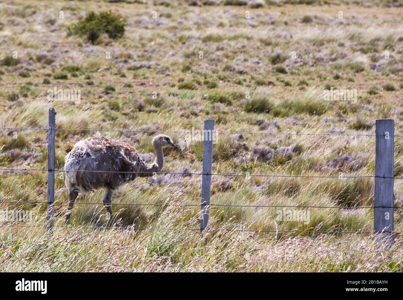 A Darwin’s Rhea (Rhea pennata pennata) on grassland north of Punta ...