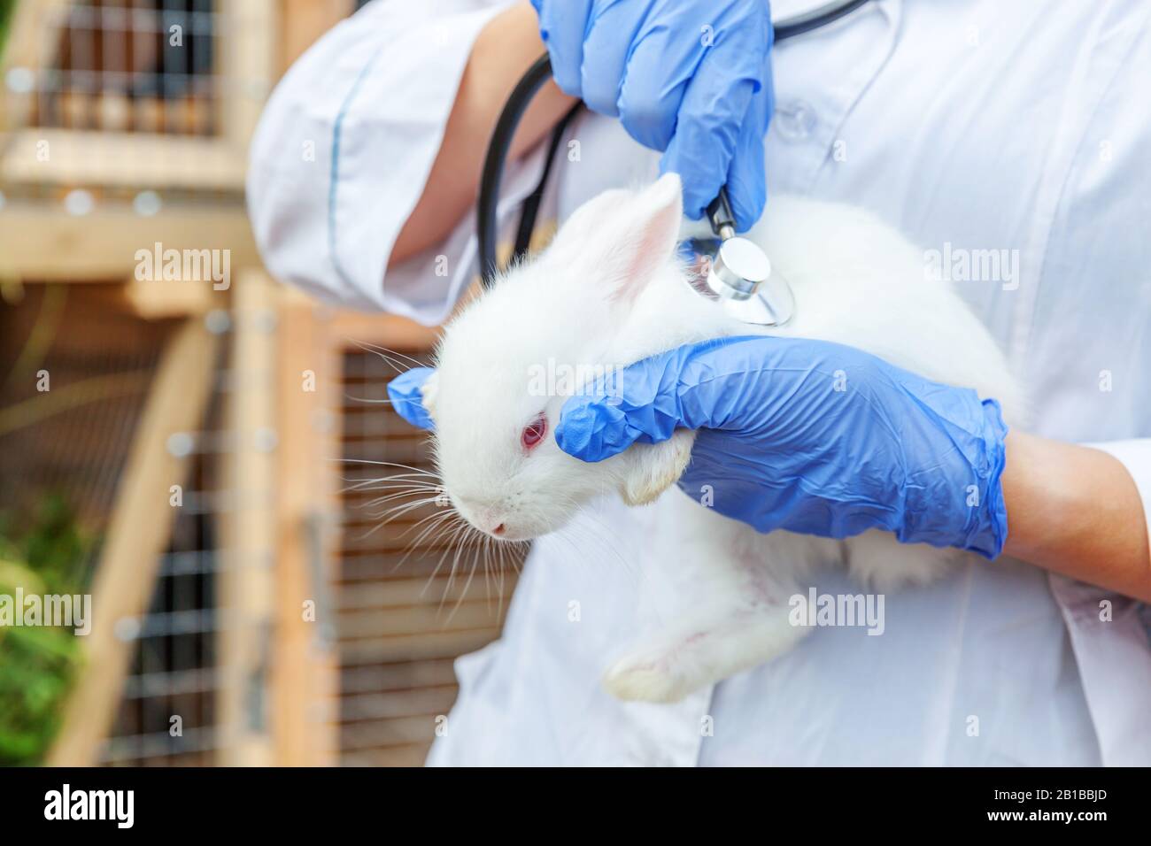 Veterinarian woman with stethoscope holding and examining rabbit on ...