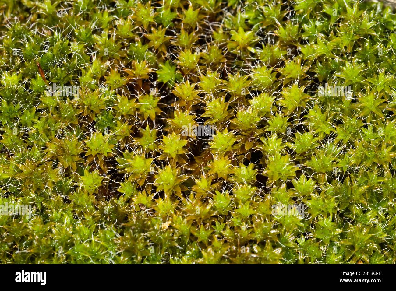 Moss plants macro dense hi-res stock photography and images - Alamy