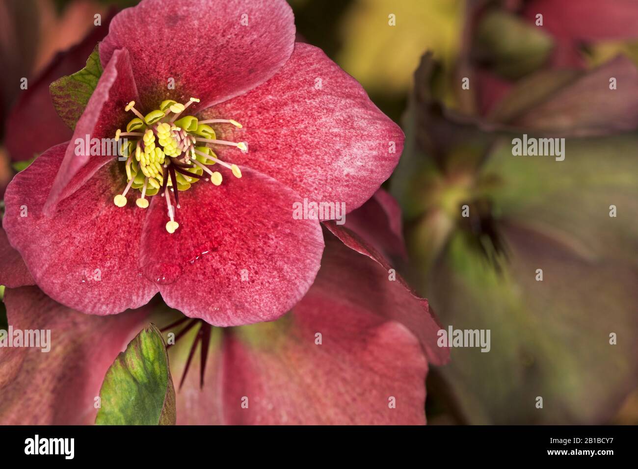 Lenten Roses High Resolution Stock Photography and Images - Alamy