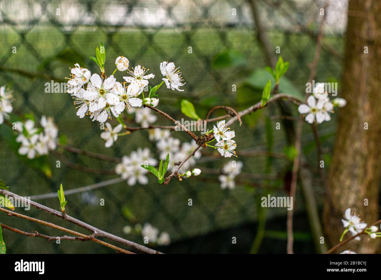 Plum tree damson flowers Stock Photo - Alamy