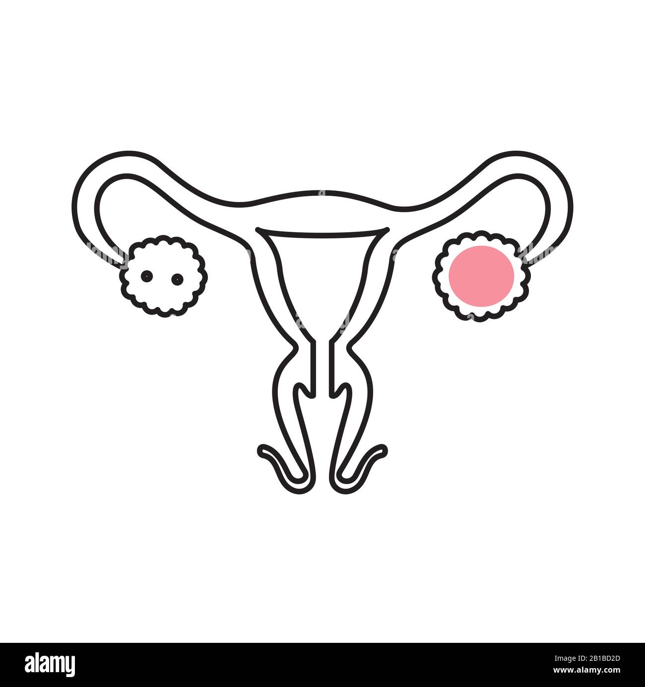 Graphic art of human female reproductive system hi-res stock ...