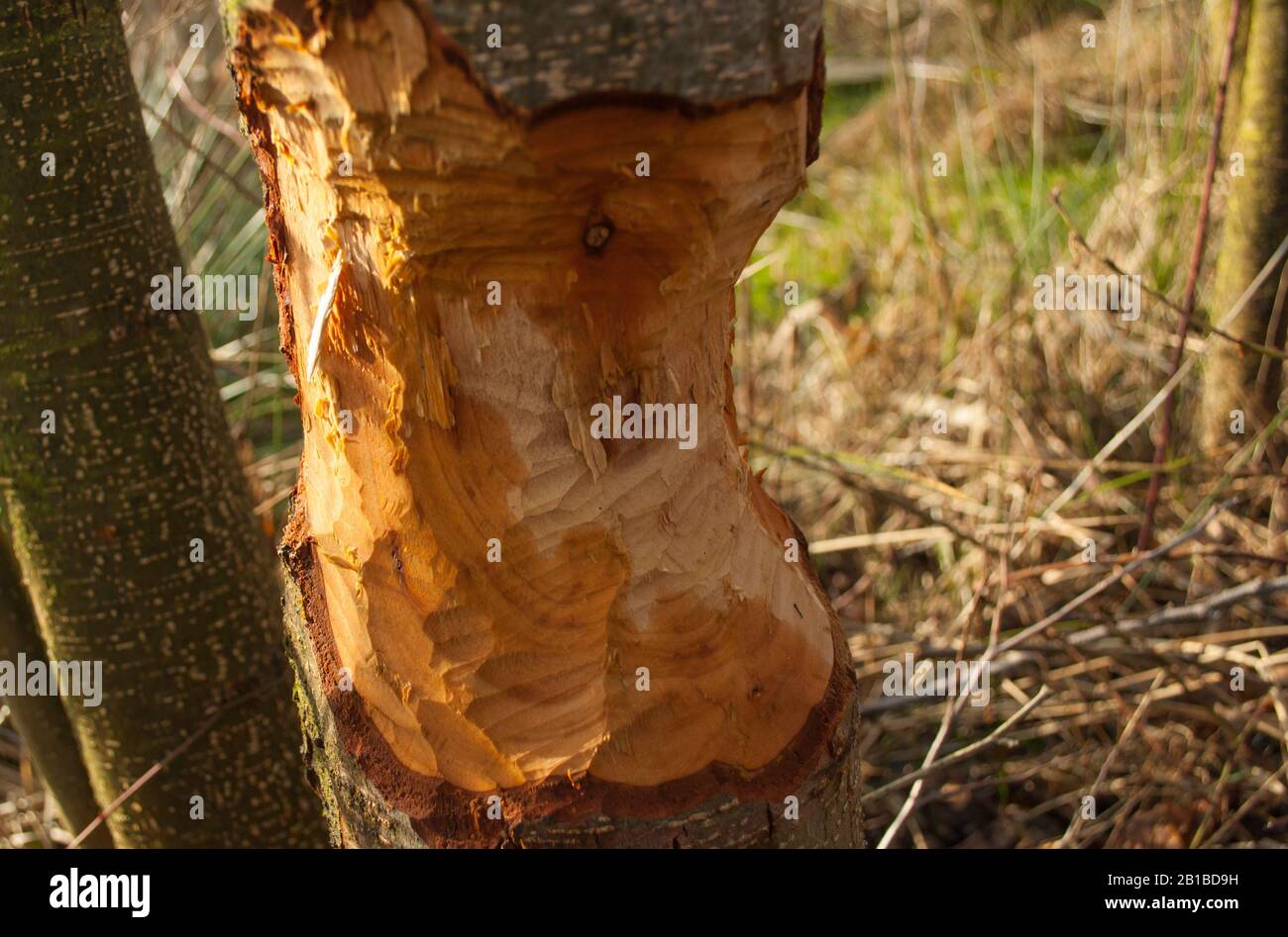 Chipped teeth hi-res stock photography and images - Alamy