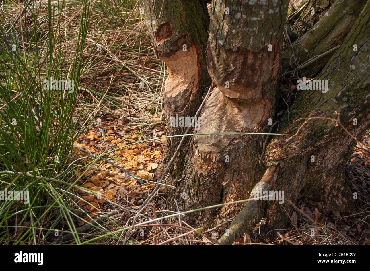 Trunk animal hi-res stock photography and images - Alamy