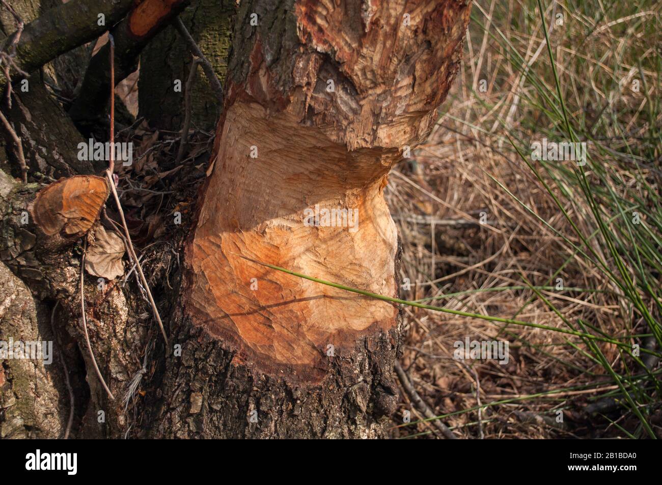 Large wood animal hi-res stock photography and images - Alamy