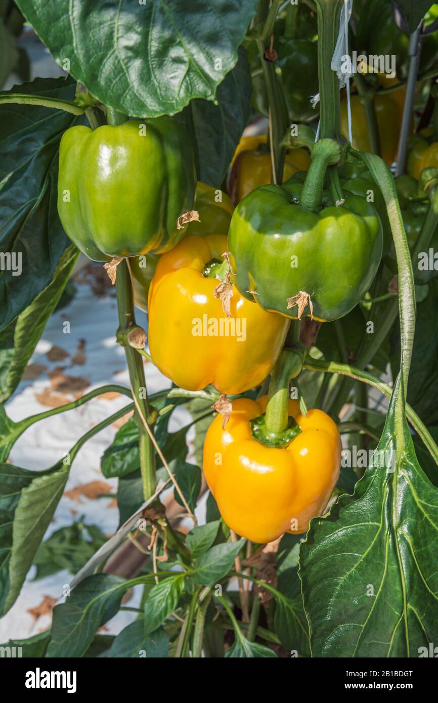 Greenhouse interior peppers hi-res stock photography and images - Alamy
