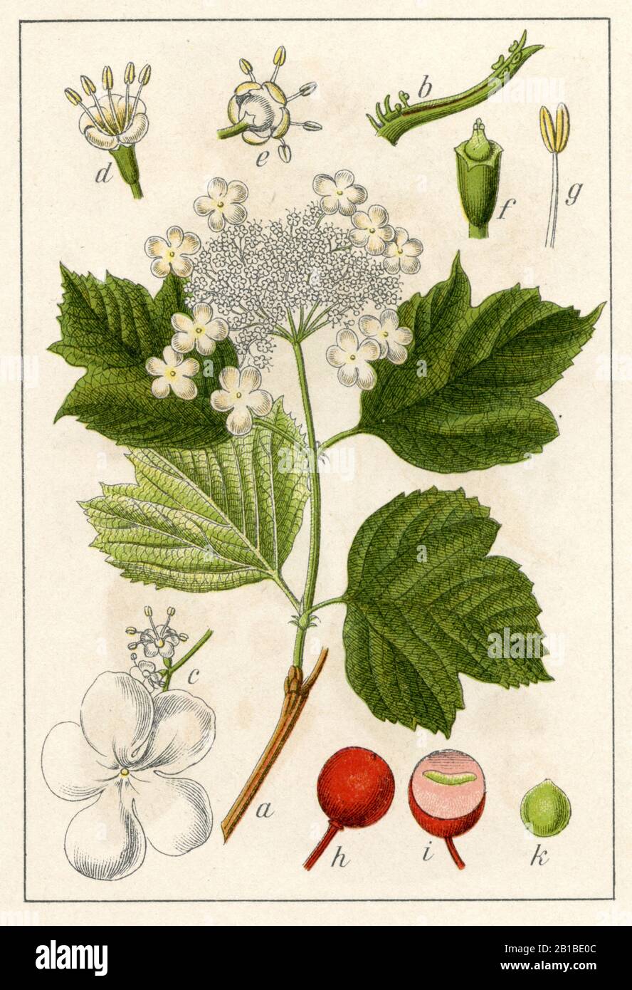 Guelder Rose Drawing