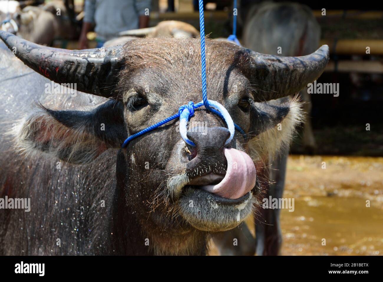 Livestock market in Rantepao, Sulawesi, Indonesia.Buffalo licking its ...