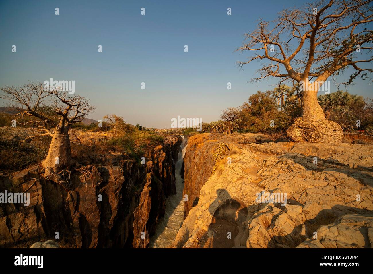 Angola tree hi-res stock photography and images - Alamy