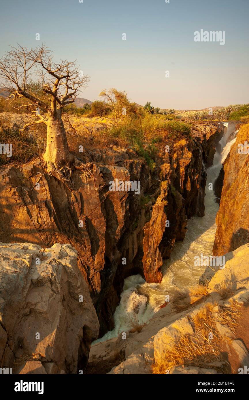 Angola tree hi-res stock photography and images - Alamy