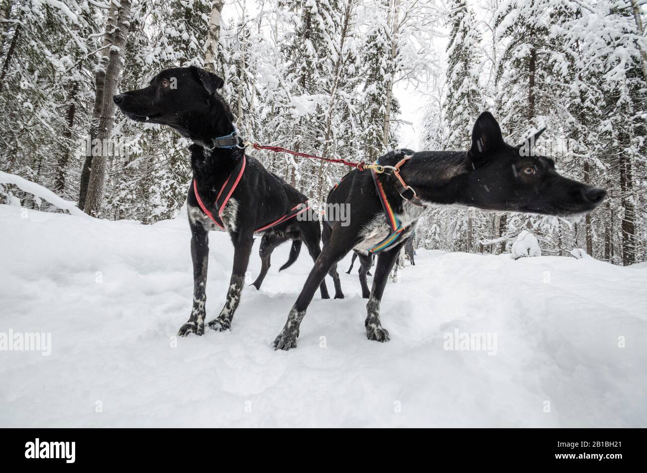 Sled dogs in a snowy forest. Real winter Stock Photo - Alamy