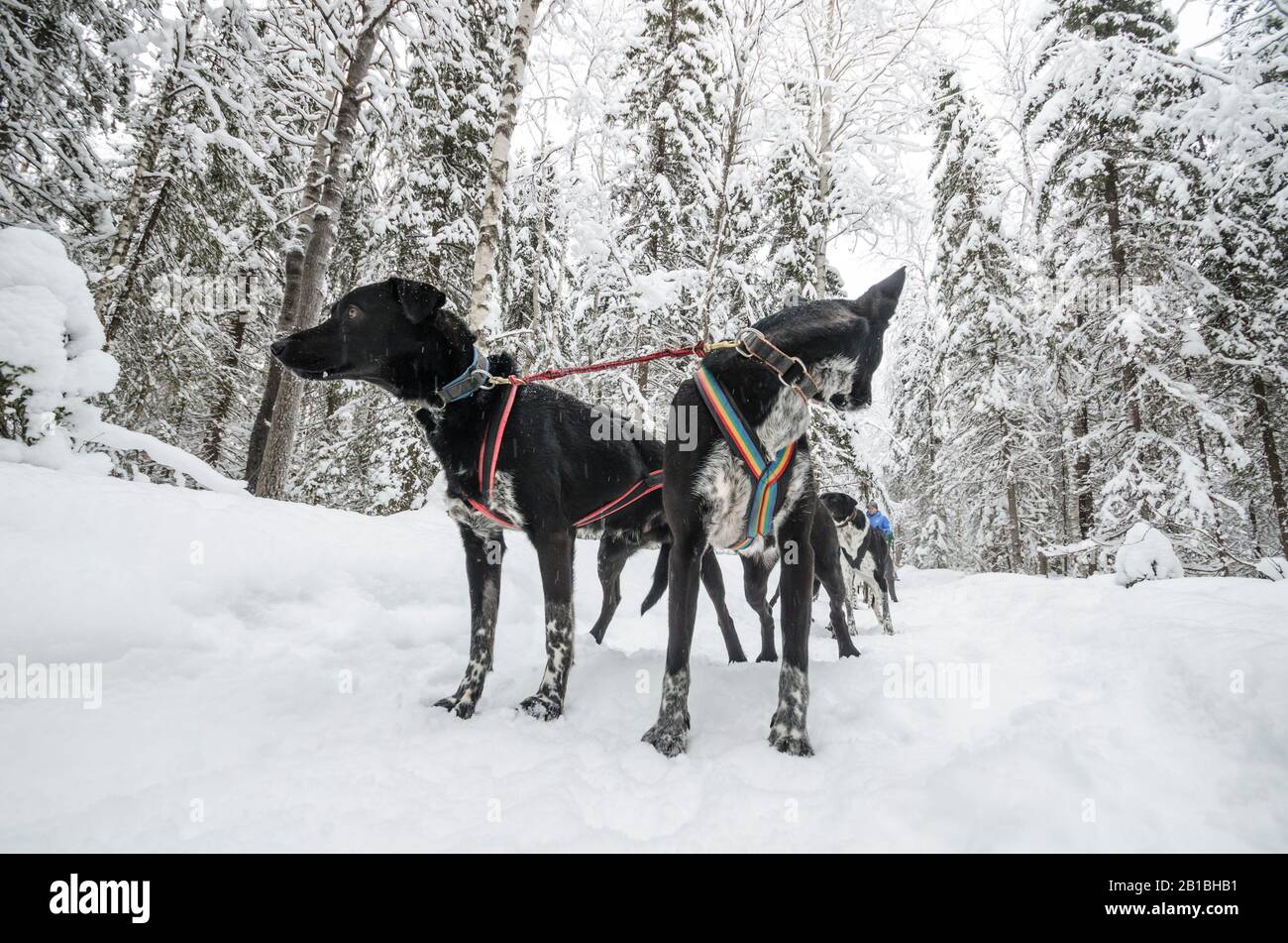 Winter sledges hi-res stock photography and images - Alamy