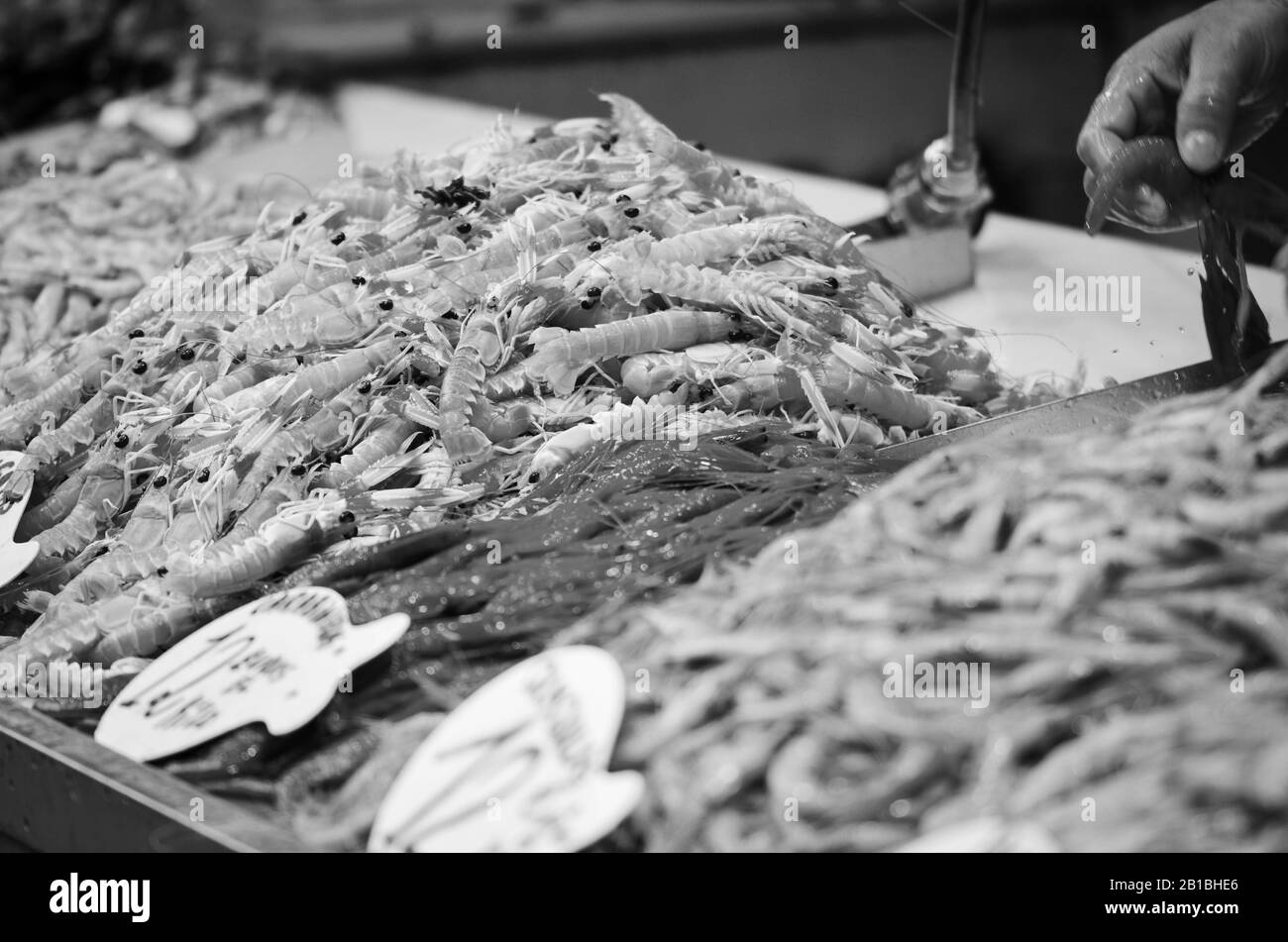 Fresh squid tentacles ice Black and White Stock Photos & Images - Alamy