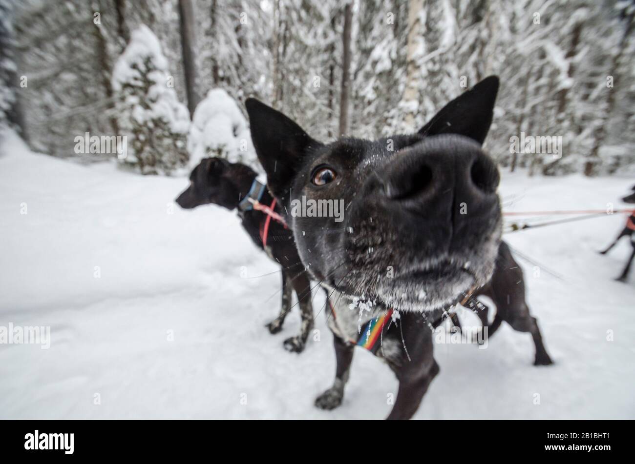 Real dogs hi-res stock photography and images - Alamy