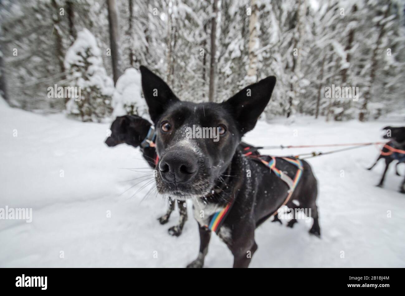 Shaggy fluffy tail hi-res stock photography and images - Alamy