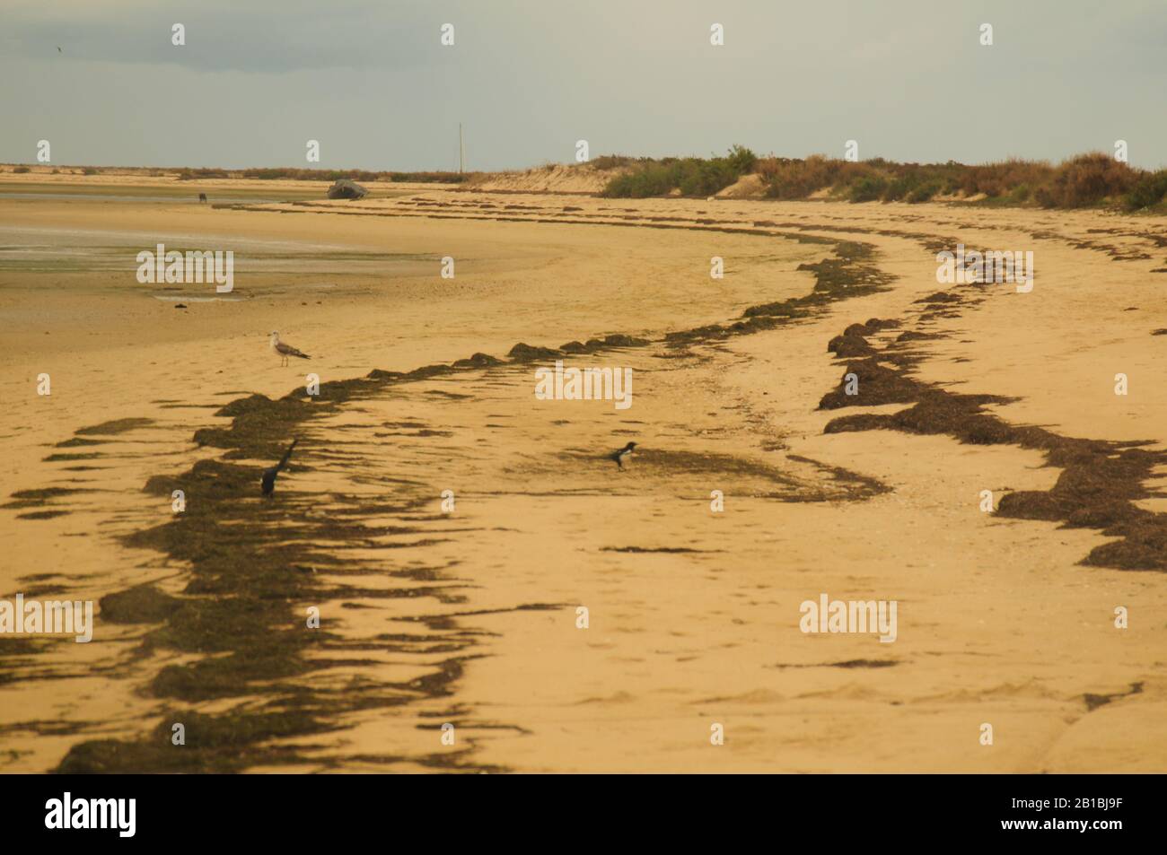 sand weed patterns Stock Photo - Alamy