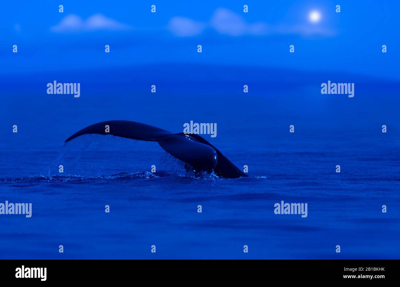 Moon tail hi-res stock photography and images - Alamy