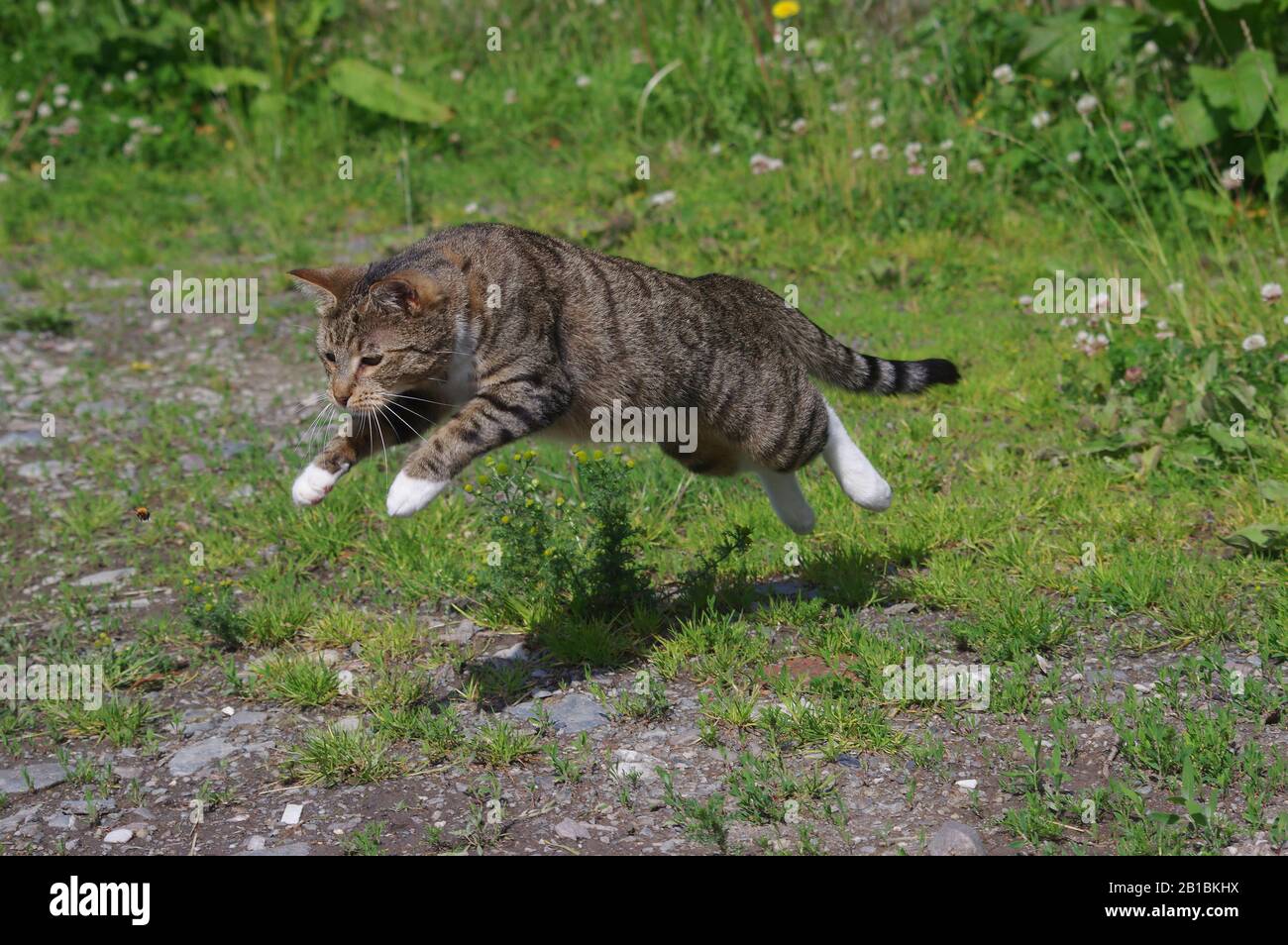 Cat pouncing hi-res stock photography and images - Alamy