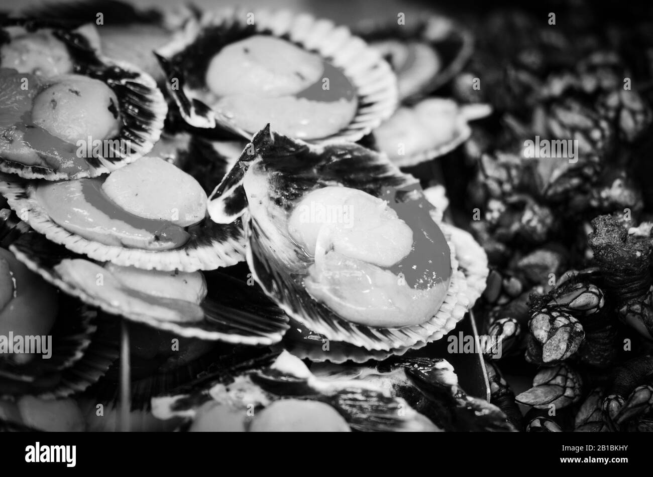 fresh mix seafood within the fish market - octopus, shells, oysters ...