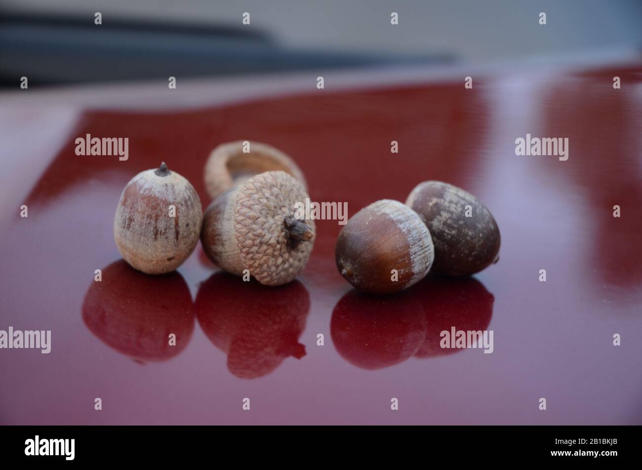 Signature acorns hi-res stock photography and images - Alamy