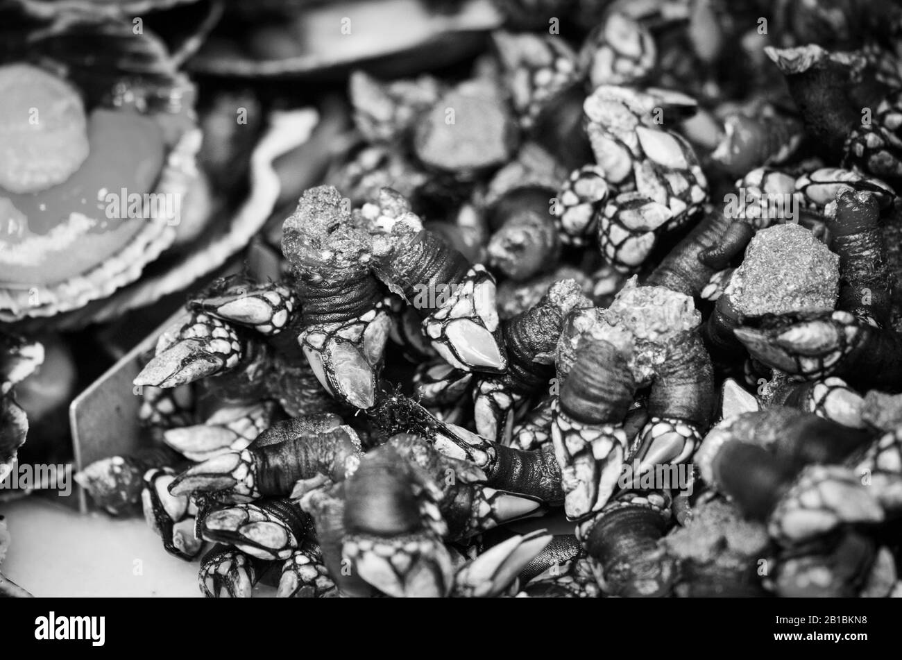 Fish within fish Black and White Stock Photos & Images - Alamy