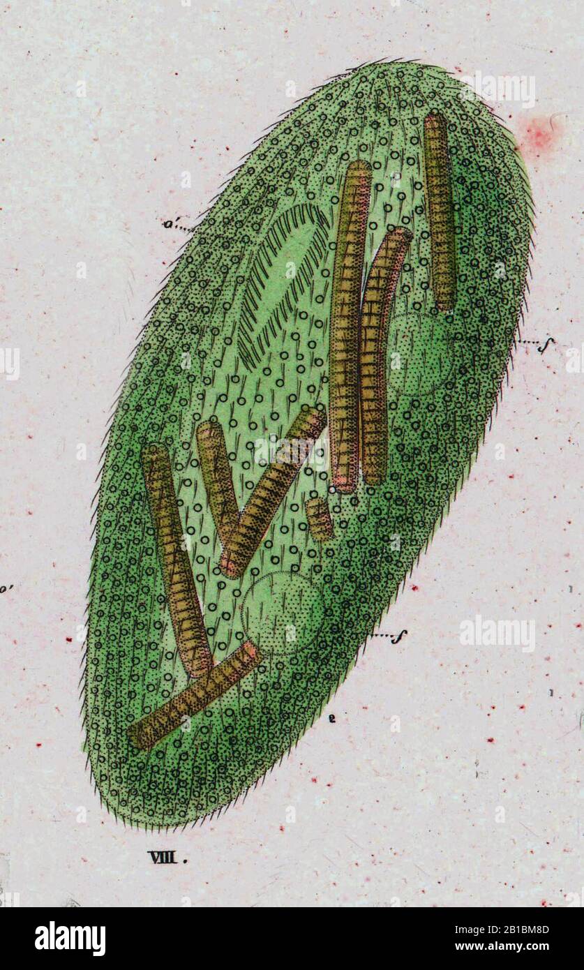 Frontonia frontonia hi-res stock photography and images - Alamy