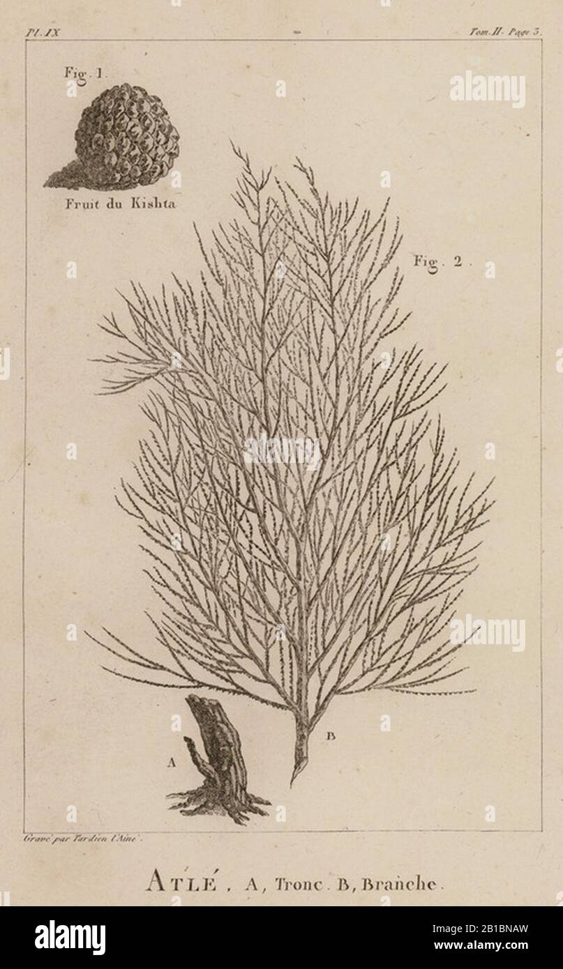 Kishta hi-res stock photography and images - Alamy