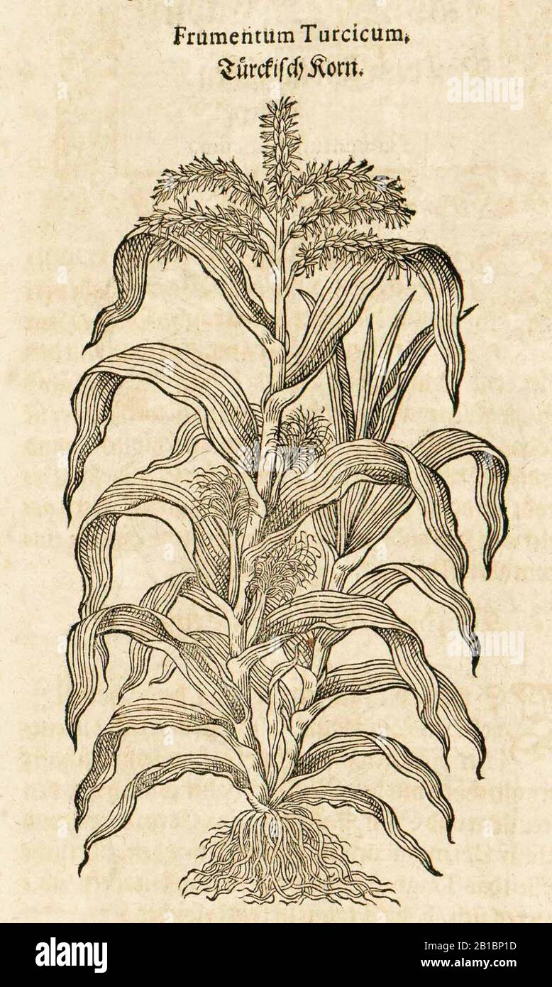 Turcicum frumentum hi-res stock photography and images - Alamy