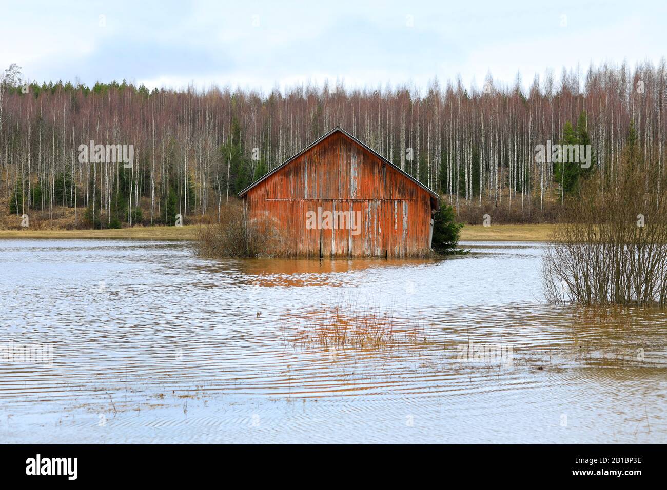 Flooded barn in field near Highway 110, South of Finland. Hämjoki river ...