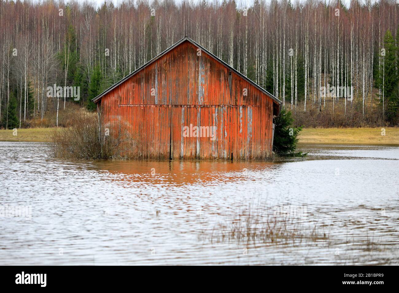 Flooded barn in field near Highway 110, South of Finland. Hämjoki river ...