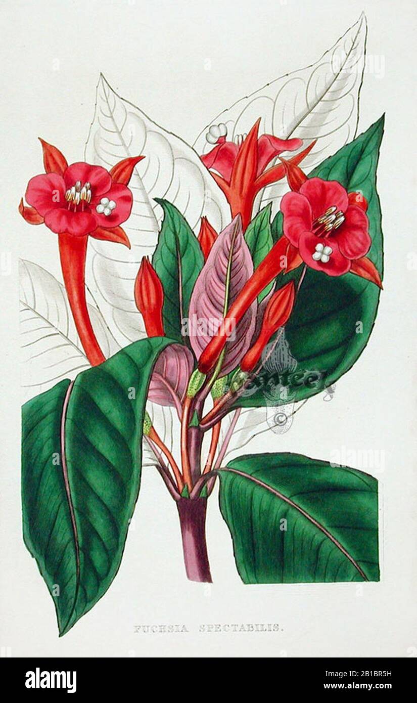 Fuchsia macrostigma (1858 Stock Photo - Alamy
